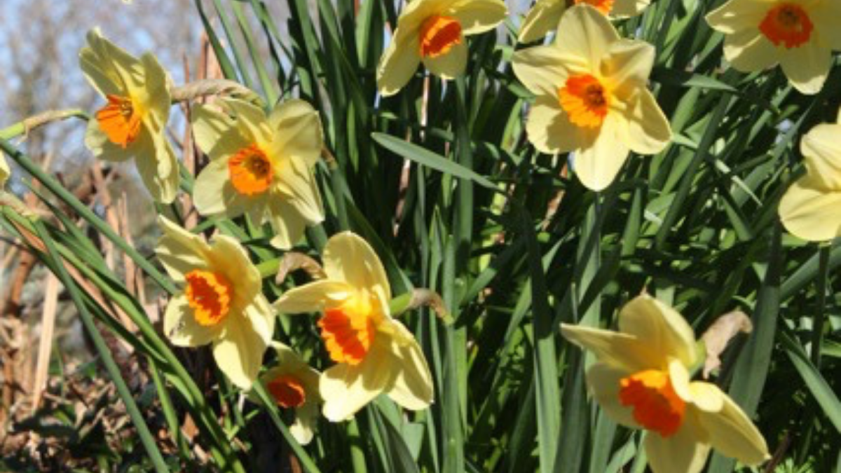 Walking - Tamar Valley National Landscape Tamar Valley National Landscape